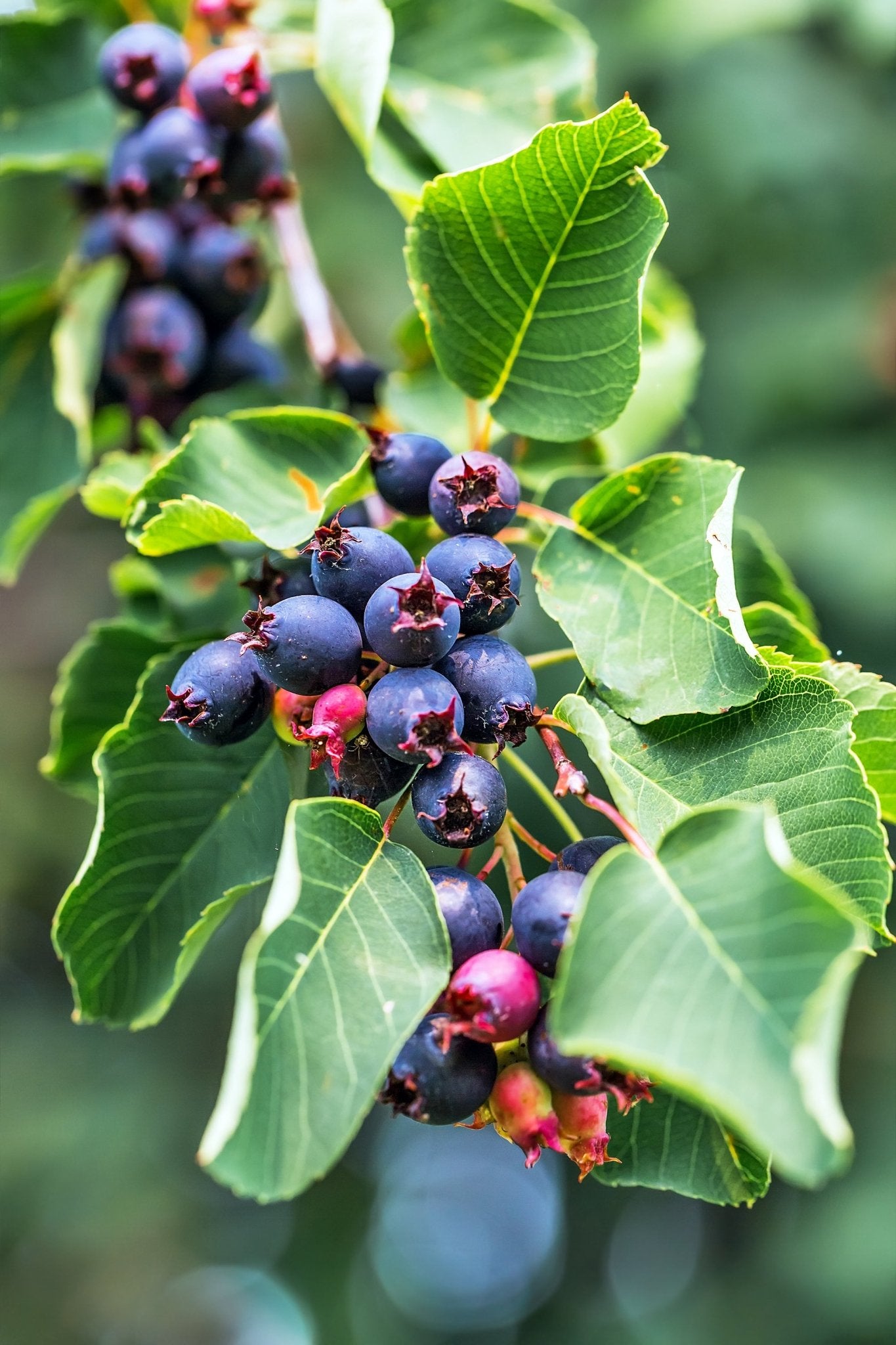 Saskatoon Berries - Small Batch Jam Co