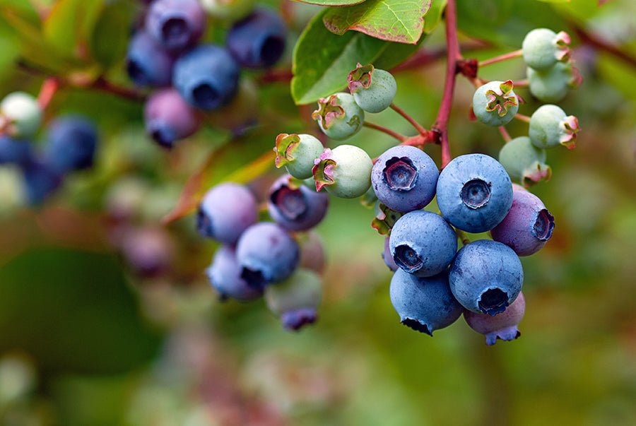 The Untamed Delight: Huckleberries and the Vanishing Act - Small Batch ...